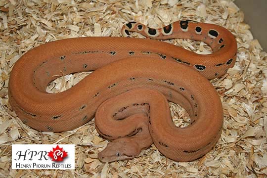 Henry Piorun Reptiles-Canadian Reptile Breeder