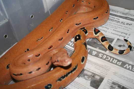 Henry Piorun Reptiles-Canadian Reptile Breeder