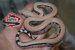 Henry Piorun Reptiles-Canadian Reptile Breeder