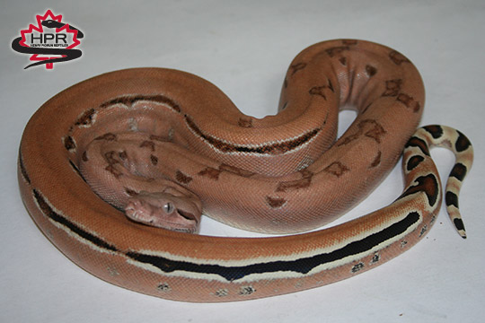 Scoria Boas - Henry Piorun Reptiles