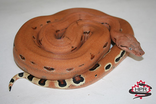 Scoria Boas - Henry Piorun Reptiles