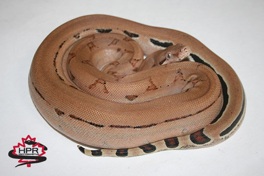 Scoria Boas - Henry Piorun Reptiles