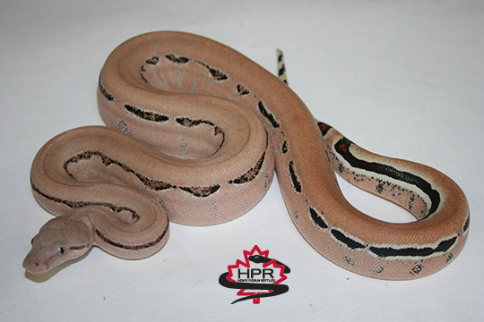 Scoria Boas - Henry Piorun Reptiles