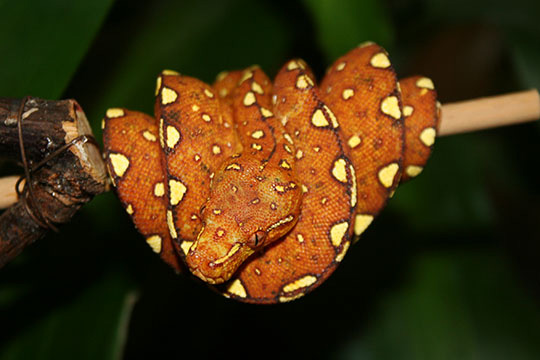 Henry Piorun Reptiles-Canadian Reptile Breeder